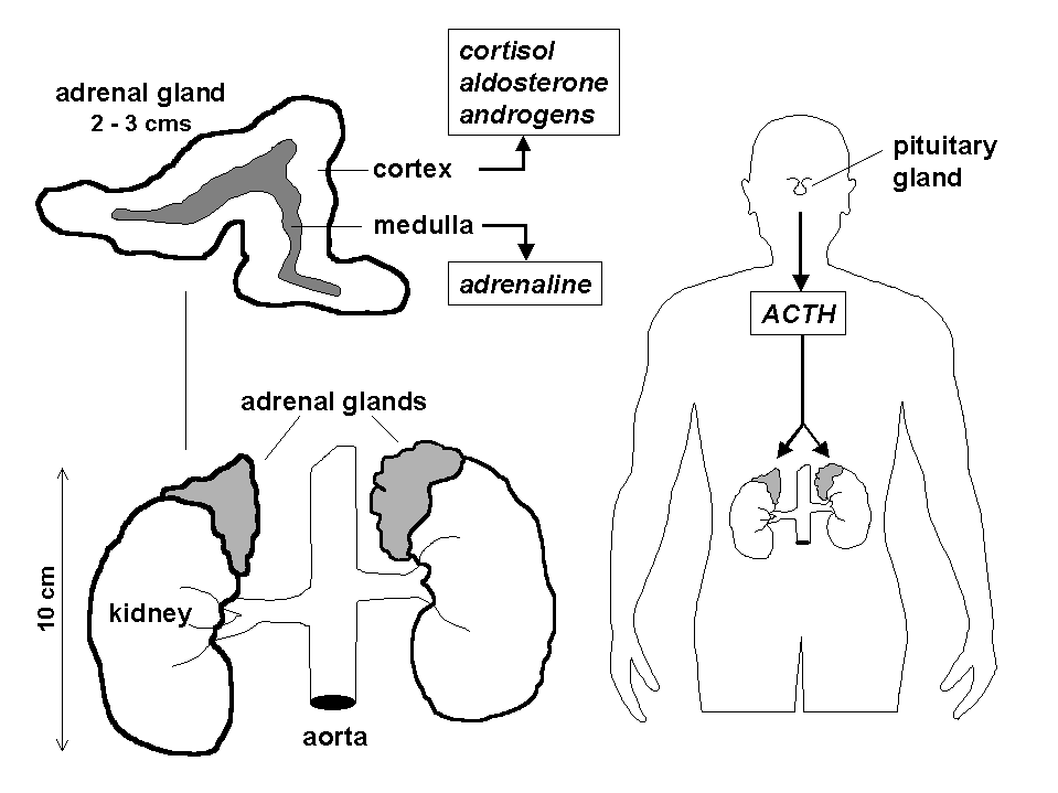 Congenital Adrenal Hyperplasia Cah Stepwards