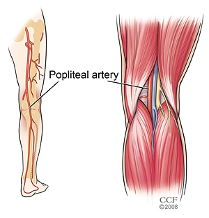 Popliteal Artery Diagram