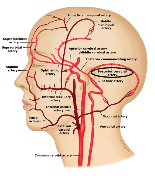 Posterior Cerebral Artery PCA Stepwards Posterior Cerebral Artery PCA Stepwards