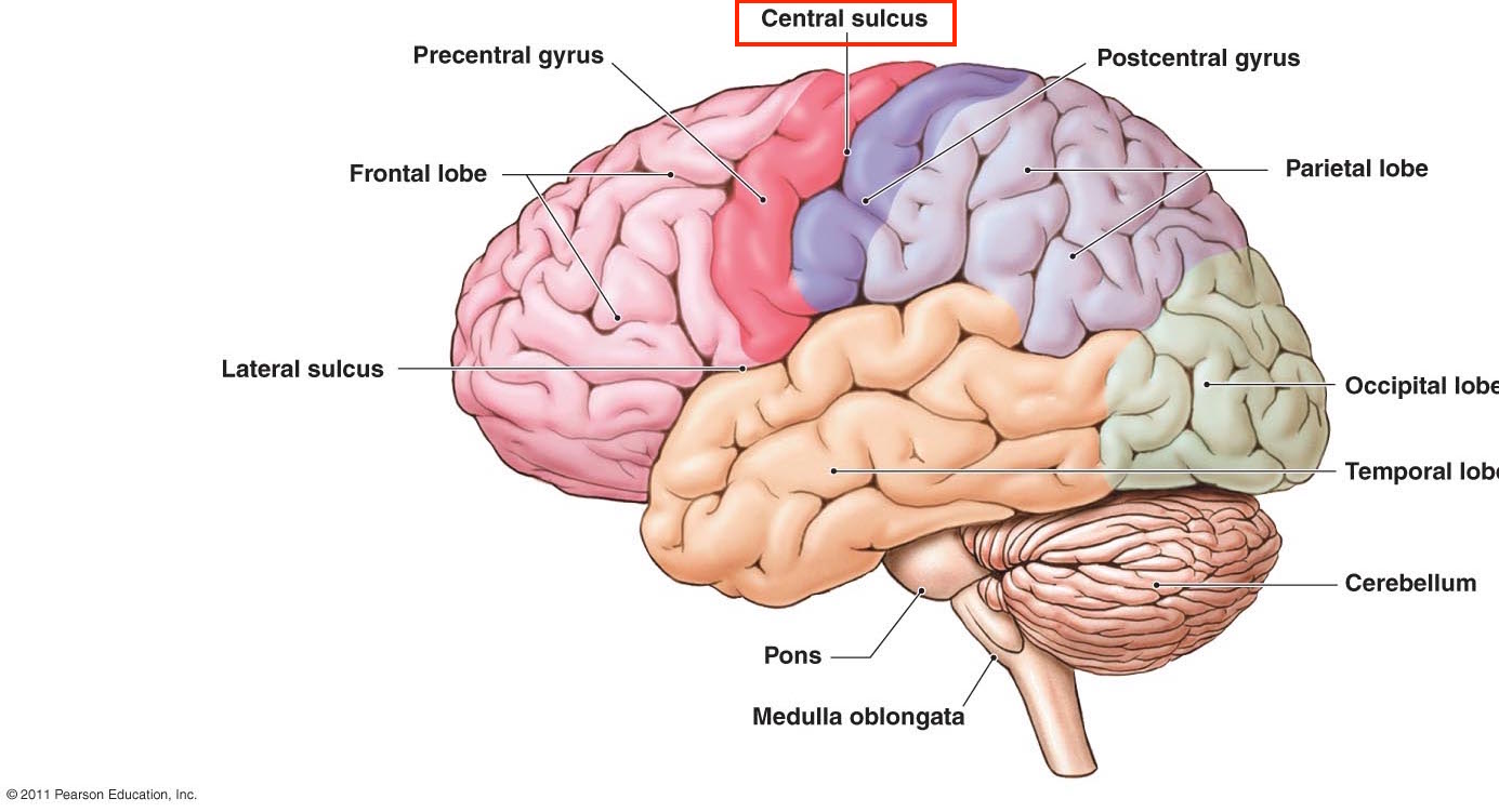 Human Brain Anatomy Sulcus Human Brain Anatomy Sulcus