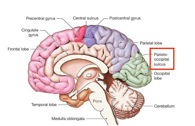 Parieto Occipital Fissure Figure 1 From Occipital Lobe Gray Matter Parieto Occipital Fissure Figure 1 From Occipital Lobe Gray Matter