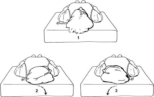 Roll Test – Stepwards