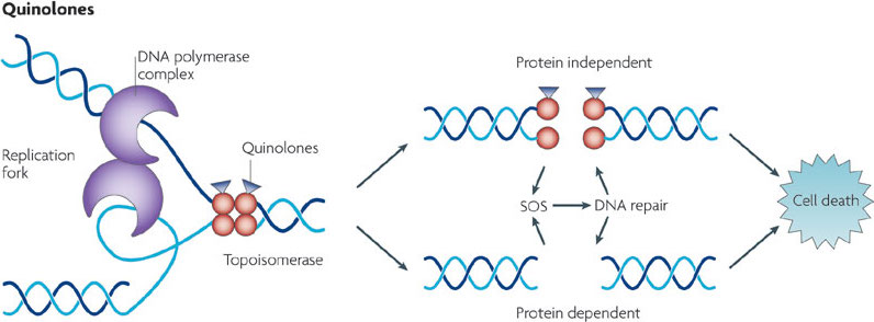 Fluoroquinolones - Stepwards