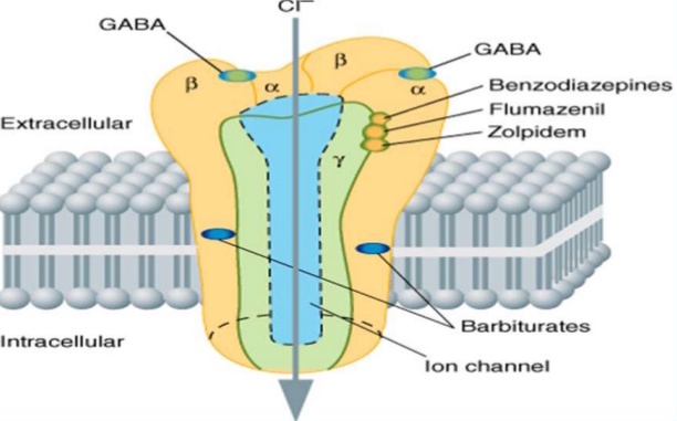 Zolpidem - Stepwards