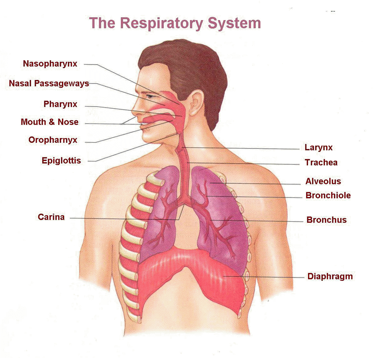 Differential Diagnosis For Chest Pain Organ Systems Stepwards