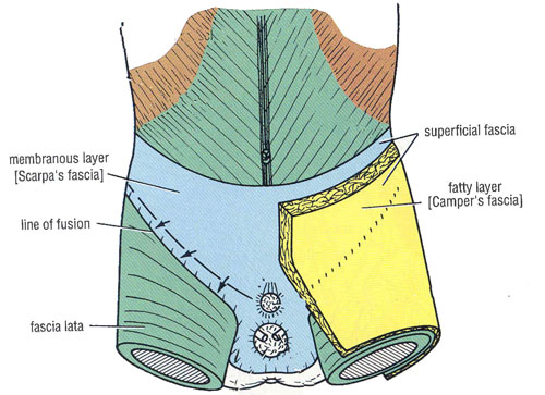 Scarpa Fascia Stepwards