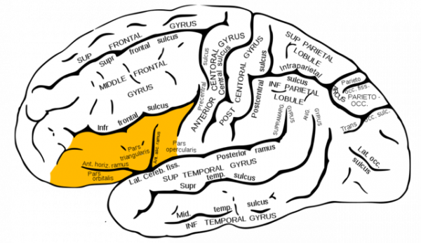 Radiological Anatomy: Inferior Frontal Gyrus - Stepwards