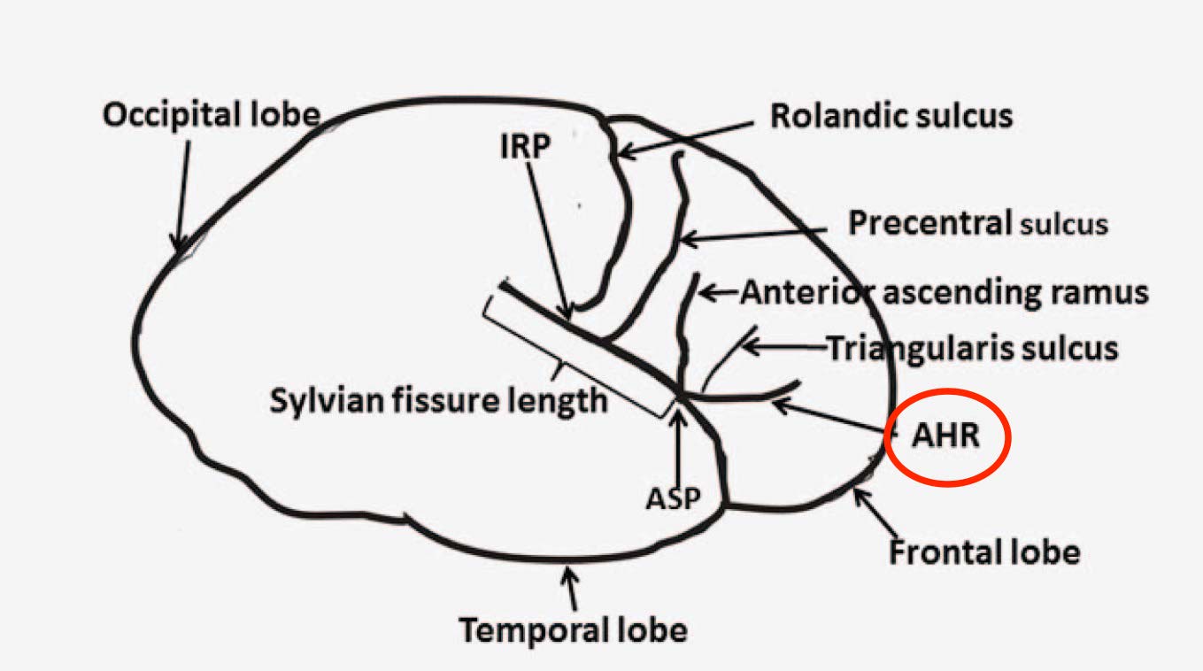 Ramus Latina Definition The Mandible: Anatomy, Structure, Function